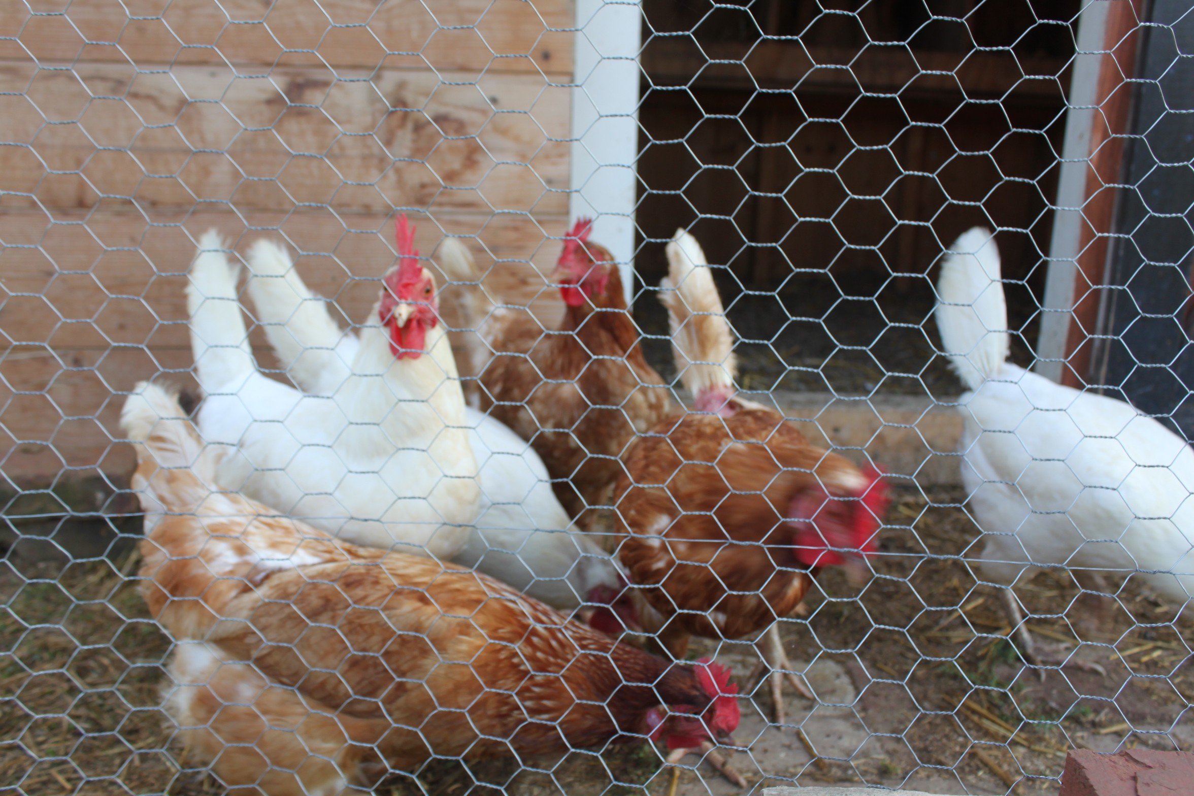  the Chicken Cabinet Wire