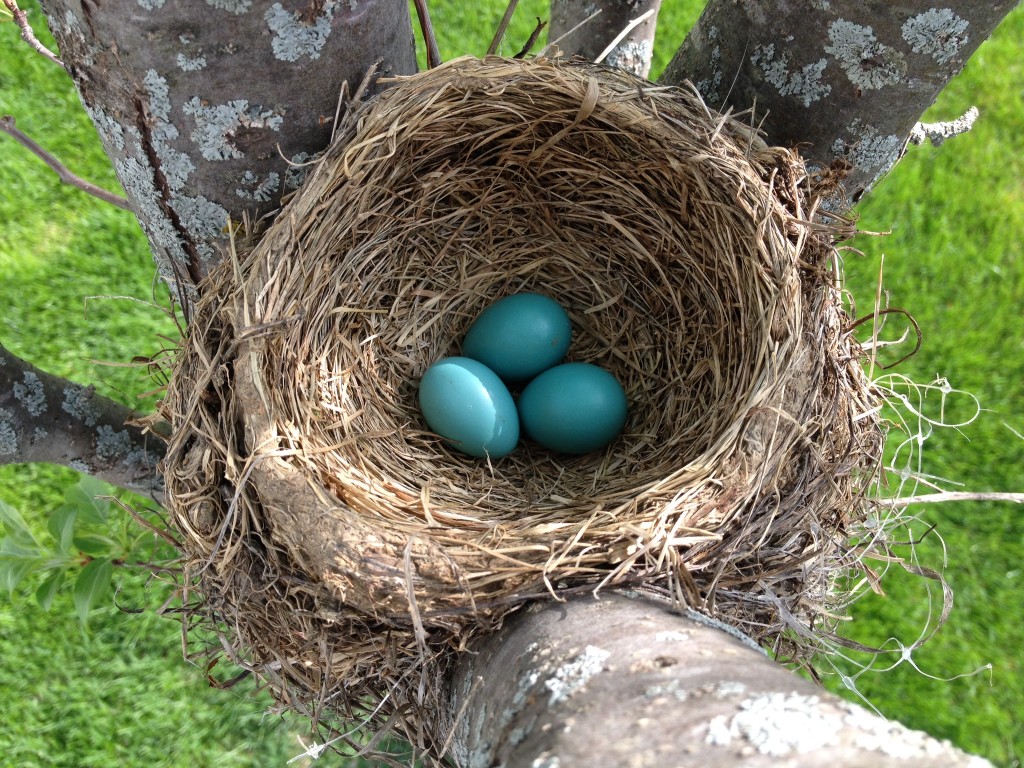 …favorite things friday – blue eggs brown nests